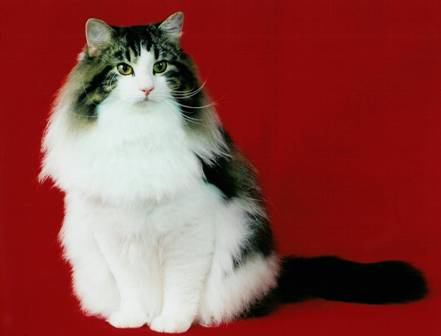 Kashi Saga - Extra Special Cats - Norwegian Forest Cat Breeder New ...